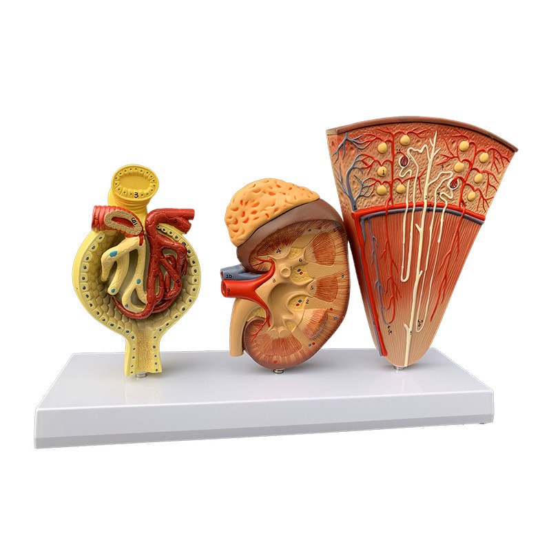 Glomerulus Kidney Organ Anatomy Kinney Renal Section Structure Teaching ...