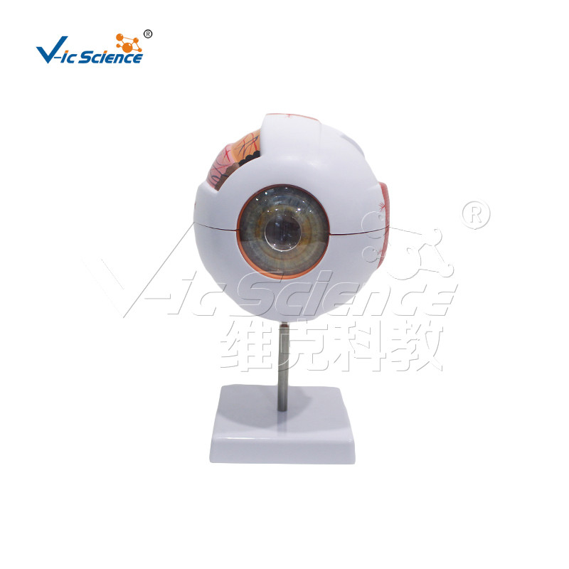 An Anatomical Model Of The Eye Magnified Six Times atomical | Shopee ...