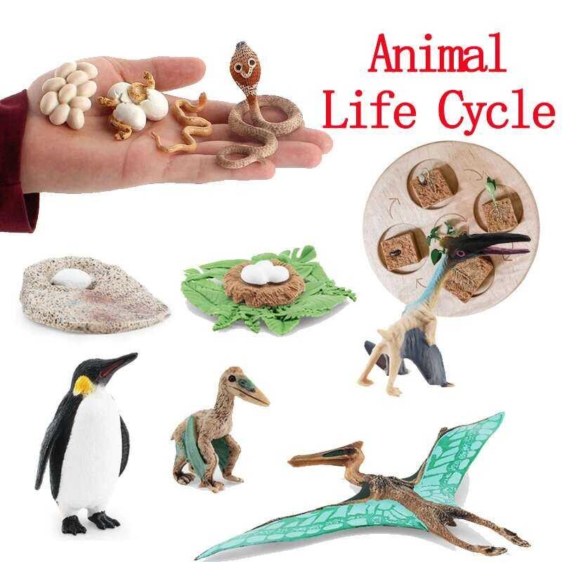 Animal Life Cycle Animal Model Set Toys Growth Life Cycle Insect ...