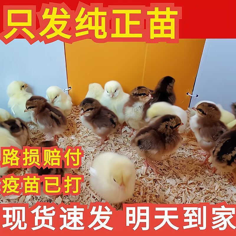 Chicken Seedlings Qingyuan Ma Chicken Native Chicken Three Yellow ...