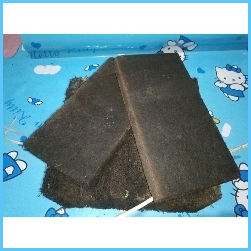 Fern Slab for plants (Orchids,and other airplants) | Shopee Philippines