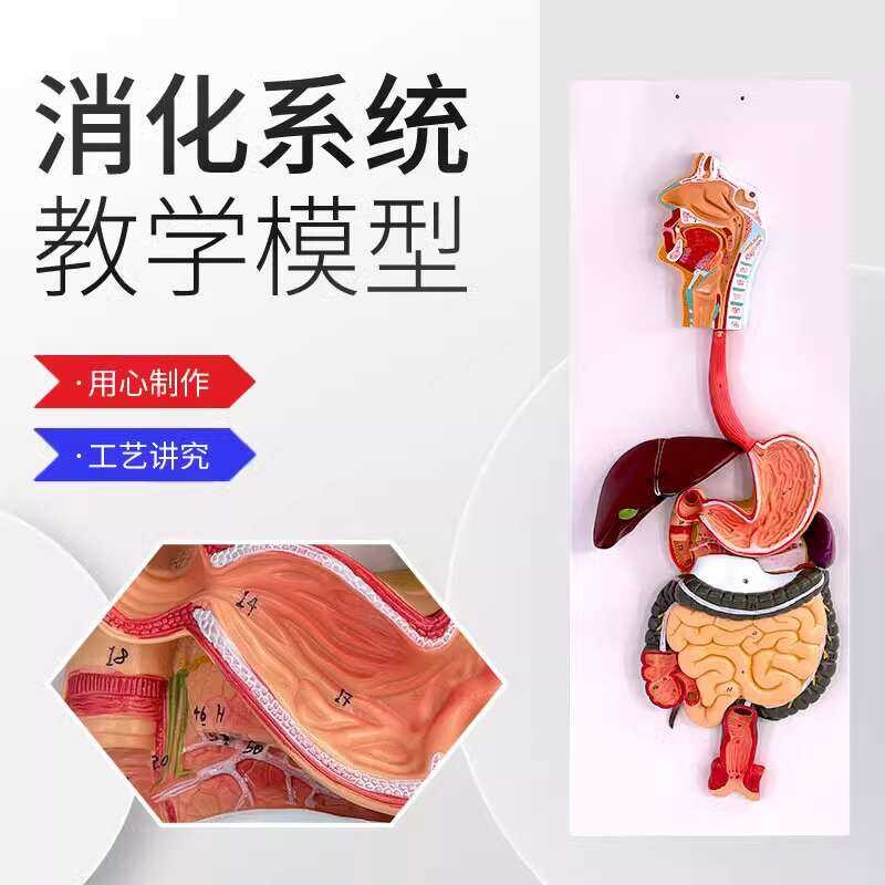 Human digestive system model Digestive tract stomach section ...