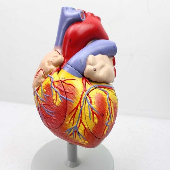 Medical enlarged version of human heart anatomy model, heart model ...