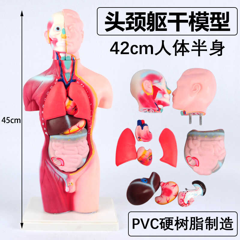 39053 Teenage Half body Model Human Head, Neck, Trunk Internal Organs ...