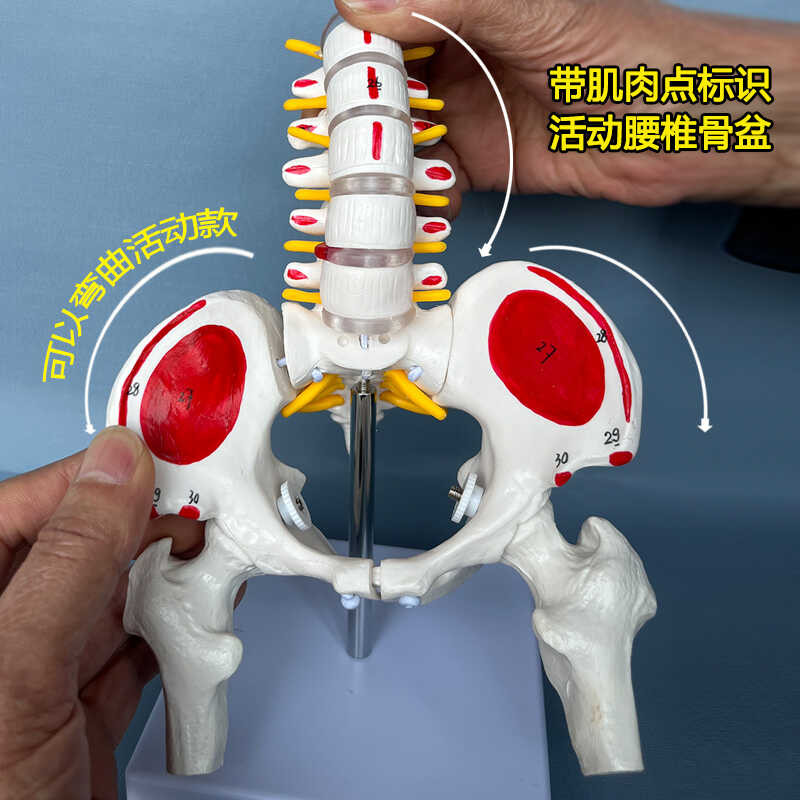 Dynamic lumbar pelvic model joint mobility medical human activity ...