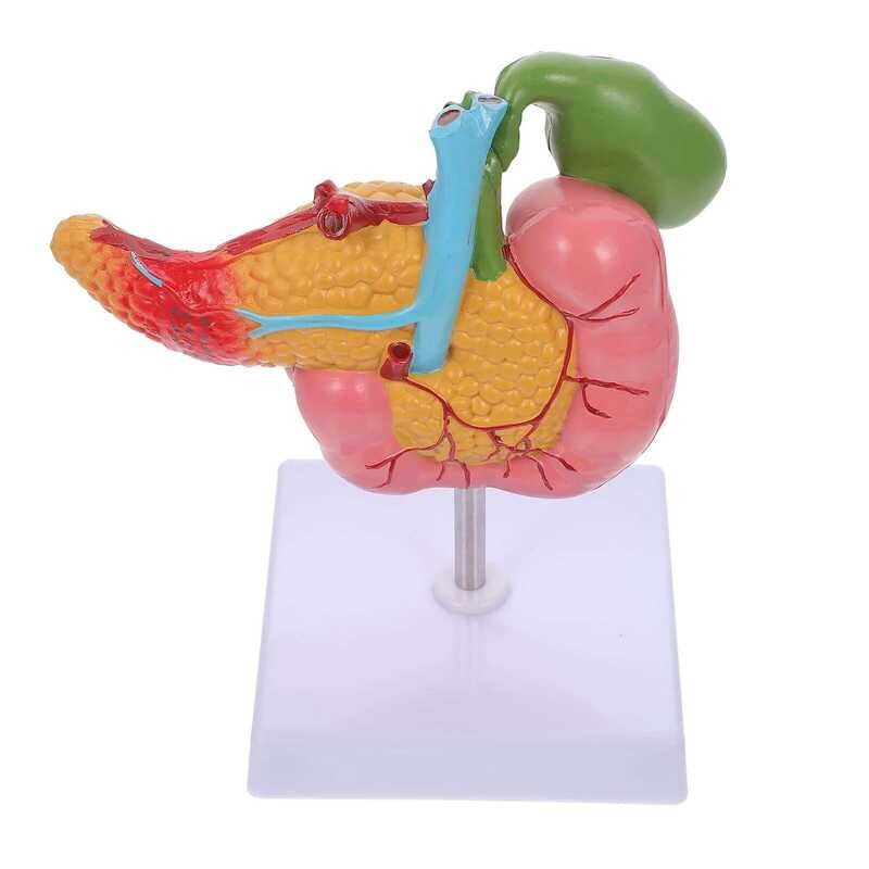 Model Patologic Of Gallbladder Models Gallstone Digestive System ...