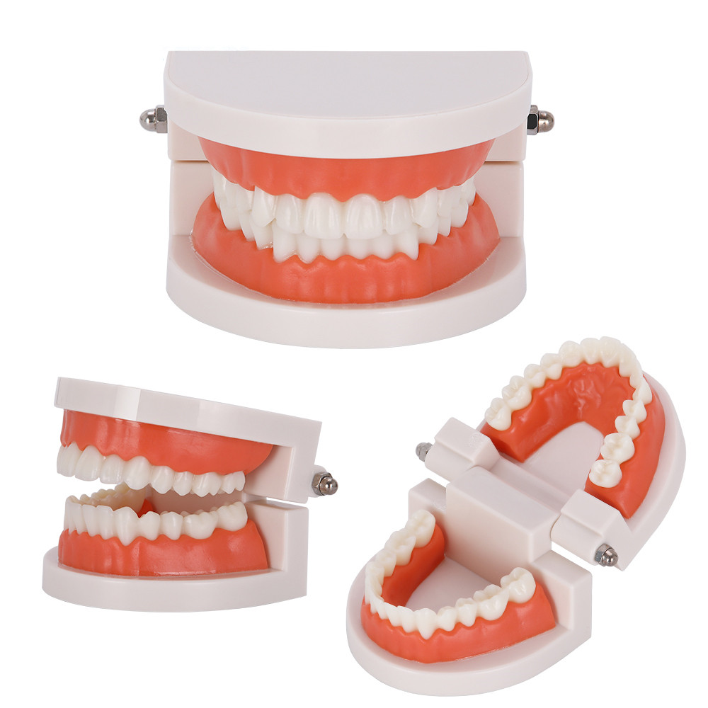 Standard 28 Tooth Teeth Teaching Model Children's Teeth Brushing Model ...
