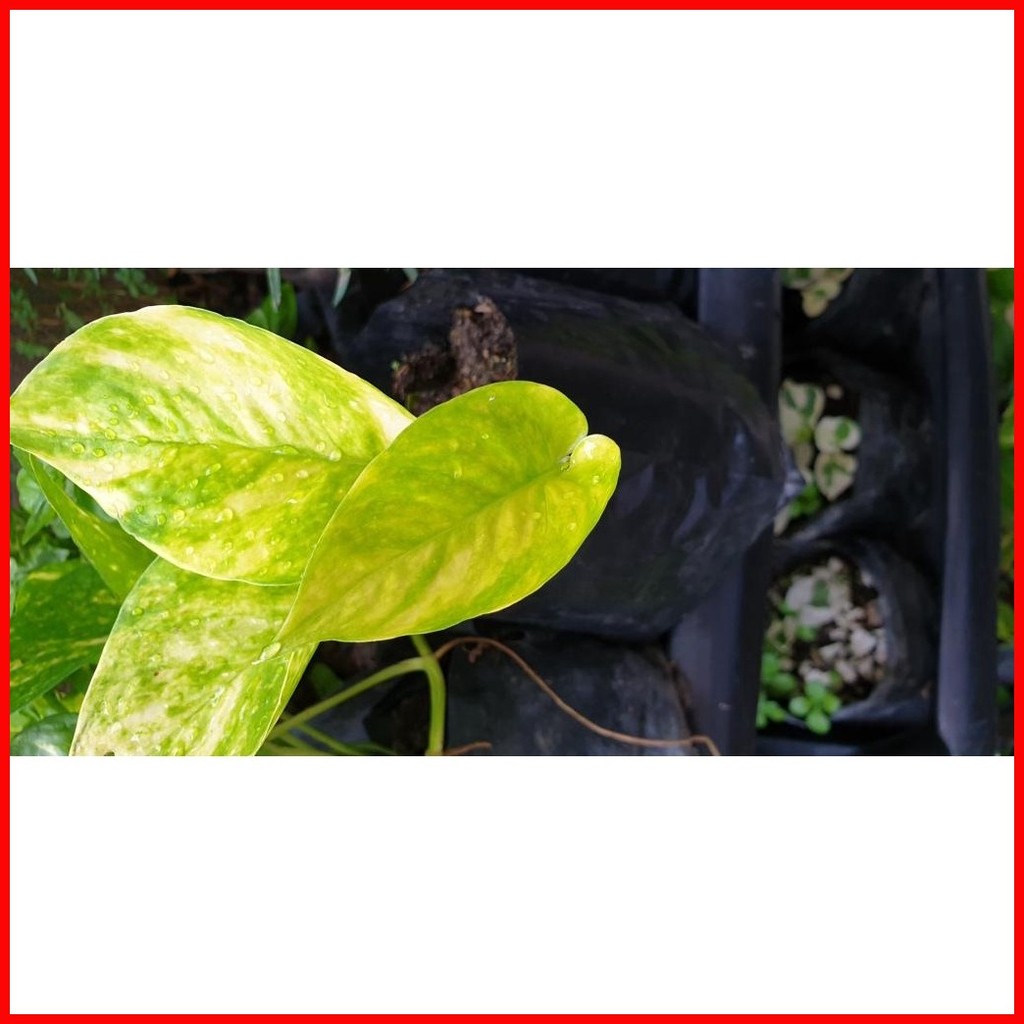 ♠ ♙ ۞ Golden Pothos Plant 7-8 Small to Medium leaves/Cuttings) | Shopee ...