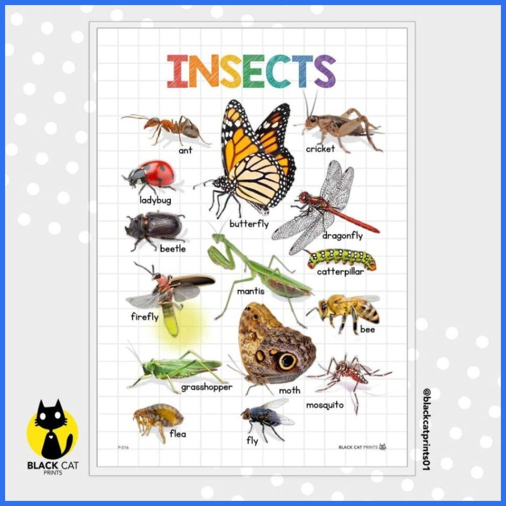 ☸ Animals Educational Chart Poster (High Quality Print / A4 Size ...