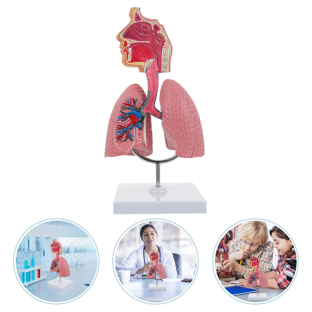 Respiratory System Model Lifelike Vivid Lung Teaching Human Body ...