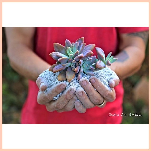 High quality Pumice Stone ( Monggo Size ) for your lovely plants 1kilo ...