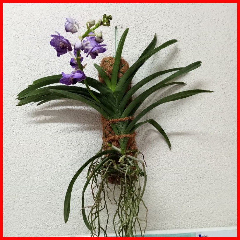 § Coco Wattle for your Orchids ( mini coco logs) 30 cm | Shopee Philippines