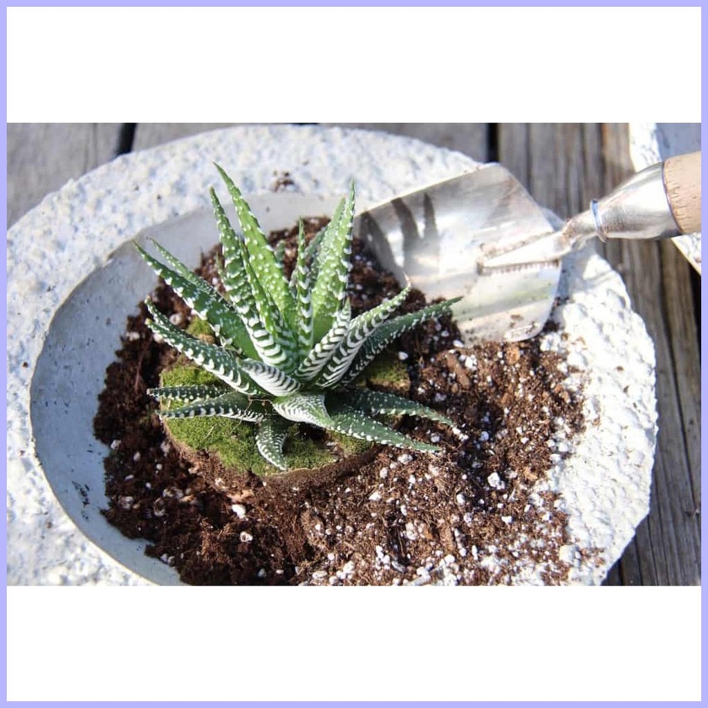 High quality Pumice Stone ( Monggo Size ) for your lovely plants 1kilo ...