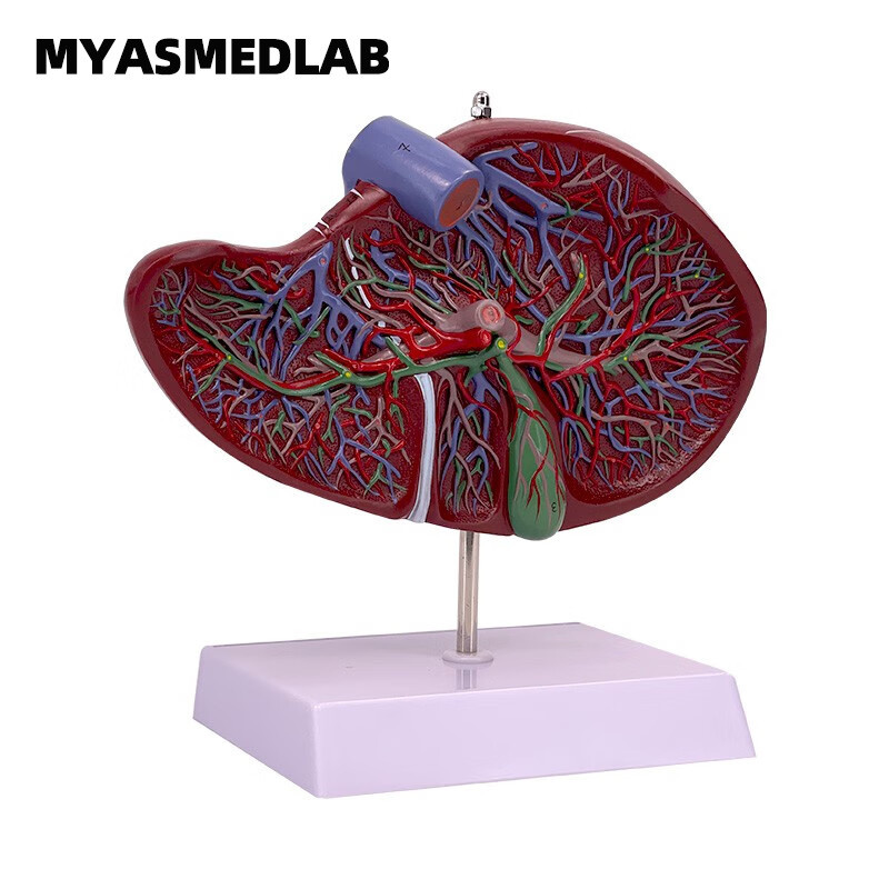 Anatomical Model Of Human Liver Gallbladder And Bile Ducts For Medical ...