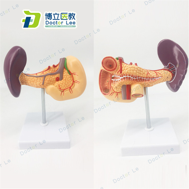 Medical Science Anatomy Model Of Digestive System With Pancreas ...