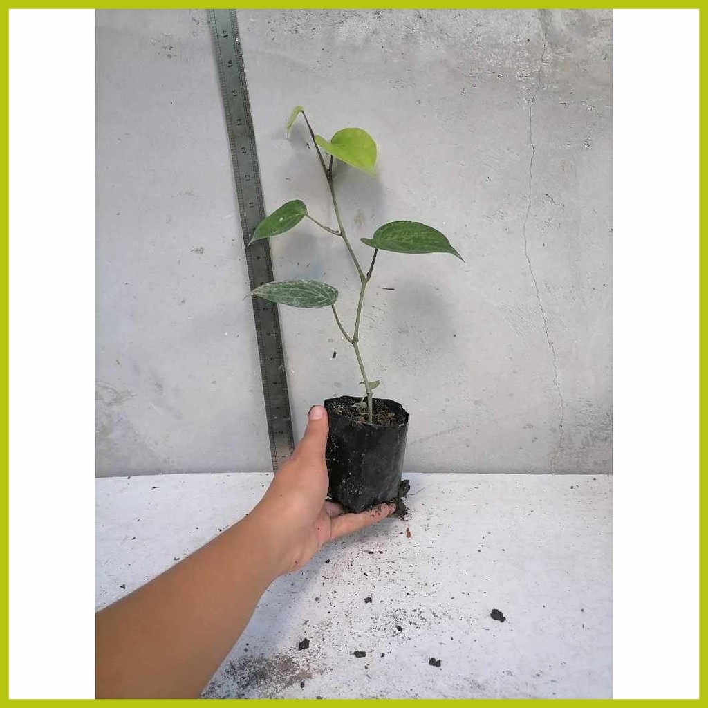 ∛ ☇ └ Native Paminta | Black Pepper Live Plant | Rooted cuttings ...