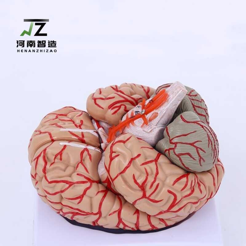 Human Life Size Brain Anmodel Medical Set 9Parts Budget Brain Arteries ...