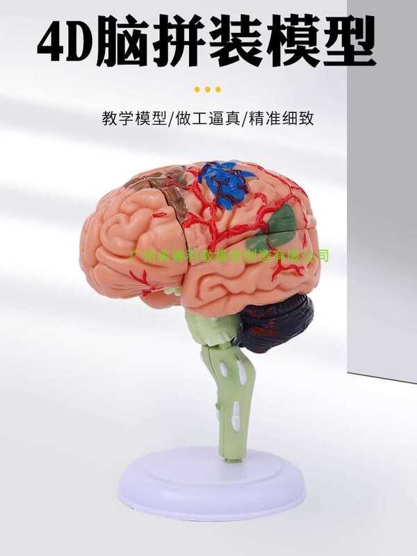 Human Brain Structure Model Removable 4d Human Organ Anatomy Teaching ...