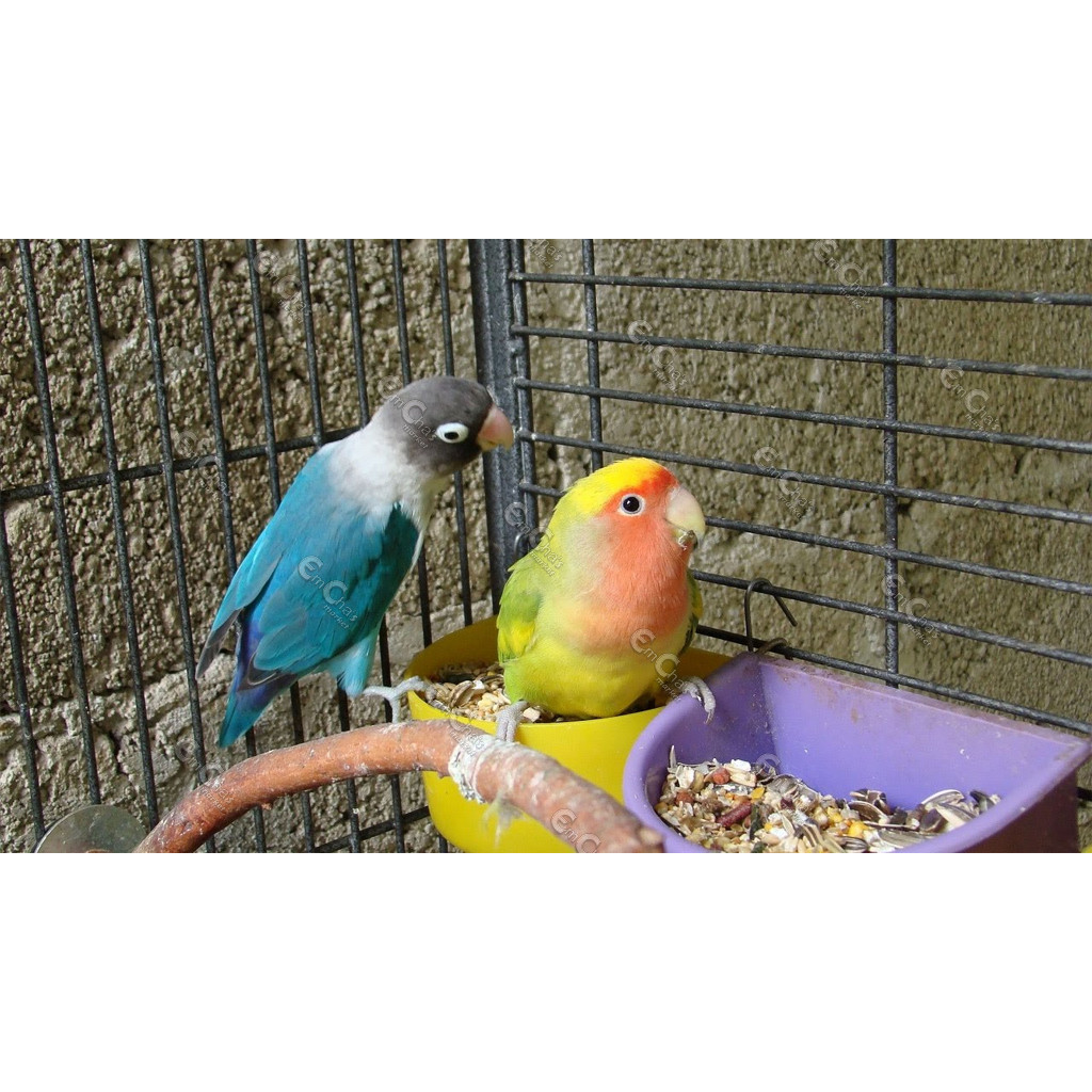 ⋄ ♂ ♞500g African Love Birds Food: AFRICAN MIXED BIRD SEEDS (brd ...