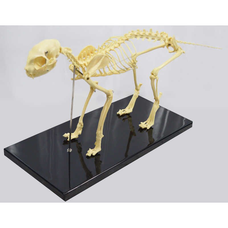 Kit, & Anatomical Cat Bones Skeleton Specimen Anatomy Model - Para Sa ...