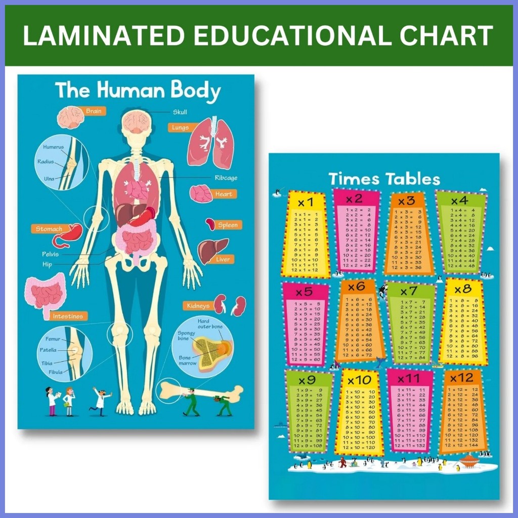 ⭐ Laminated Human Body, Alphabet, Times Table, Numbers 1-20, Numbers 1 ...