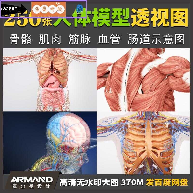 High definition perspective rendering of human body model, schematic ...