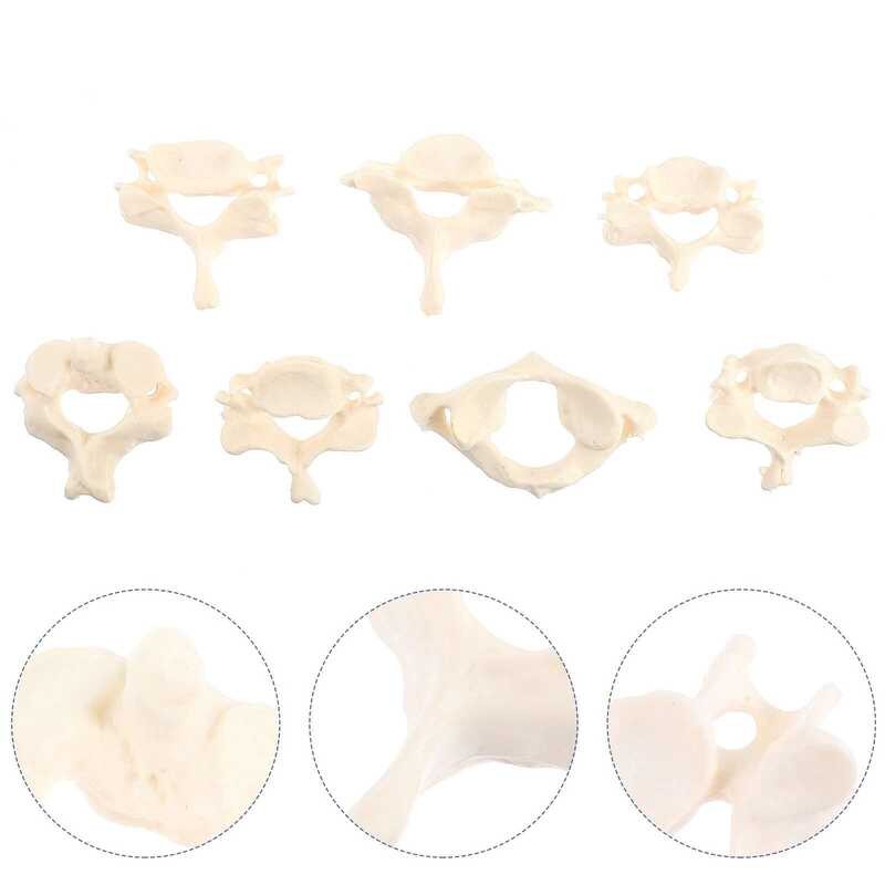 Bone Props Human Cervical S e Model PVC Vertebrae Real Person For ...