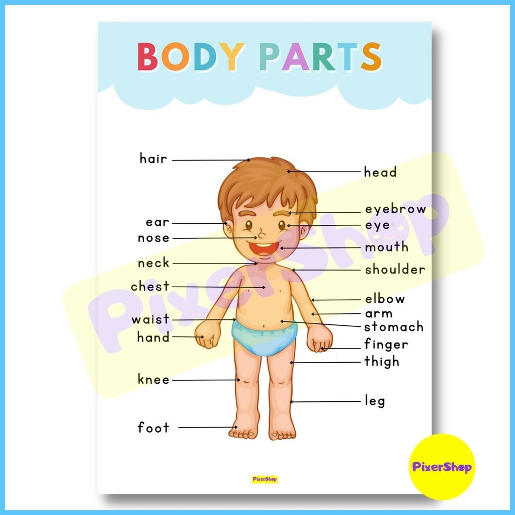 ☪ BODY PARTS LAMINATED EDUCATIONAL CHART TAGALOG A4 SIZE THICK | Shopee ...