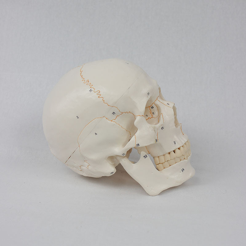 Human Skull Model with Numbered Sutures 20x14.5x17.5cm Anatomy Study ...