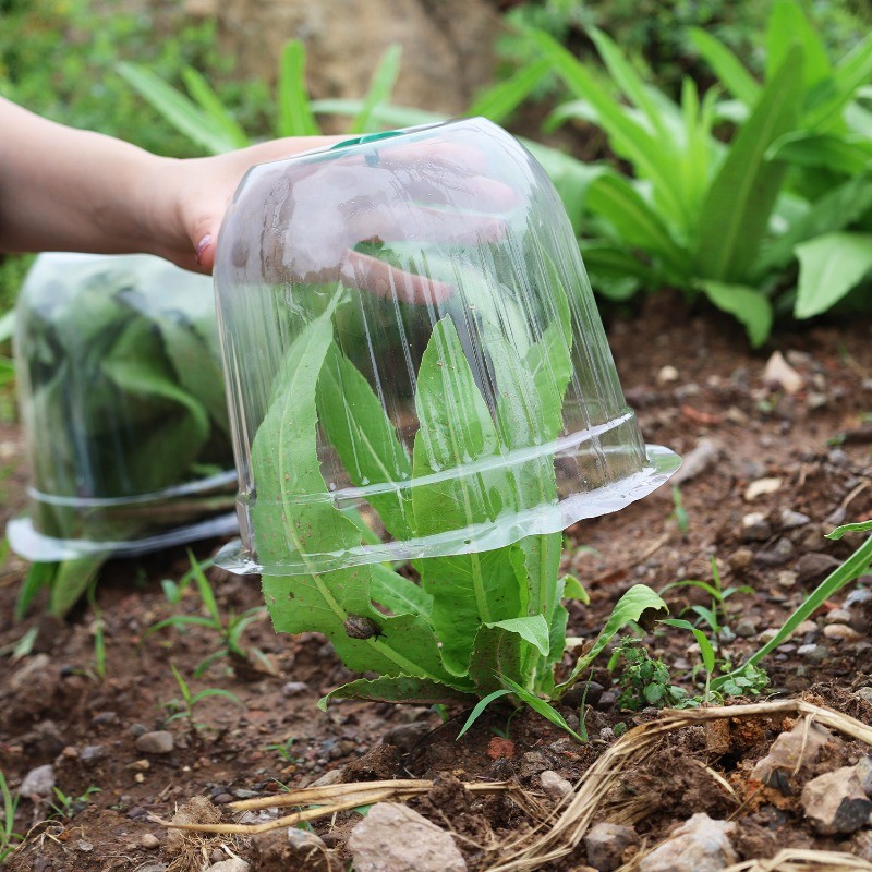 Adjustable Ventilation Vegetable Seedling Insect Bird Protection Shield ...