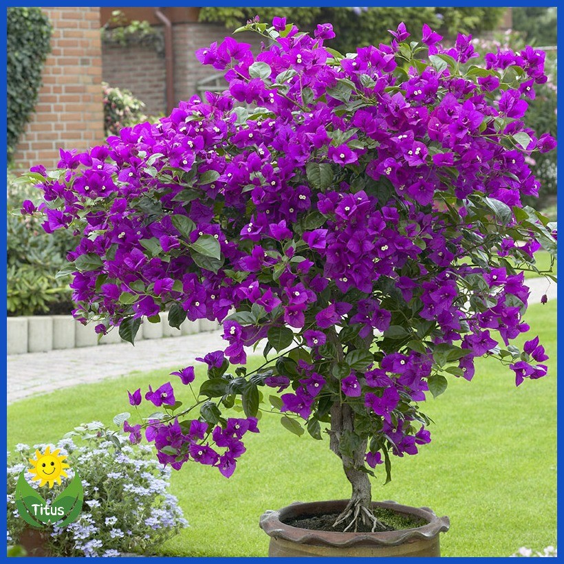 Mixed Color Bonsai Bougainvillea Seeds For Planting Gardening 70 Seed
