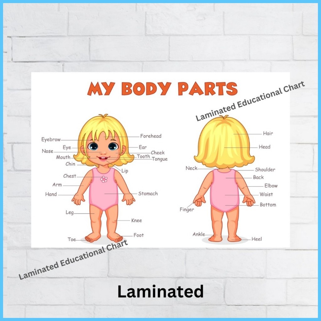 Laminated Parts of the Body Charts, Educational Charts for Kids ...