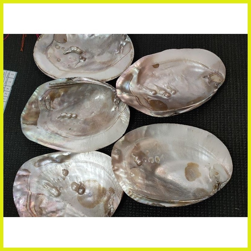 ABALONE SHELL FOR SMUDGING NATURAL | Shopee Philippines