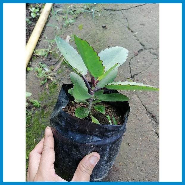 Khingpaul12 seeds repack Kataka-taka seedling in poly bag | Shopee ...