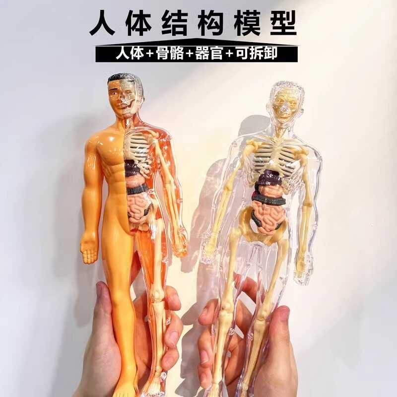 Human body structure model, organs, bones, detachable assembly ...