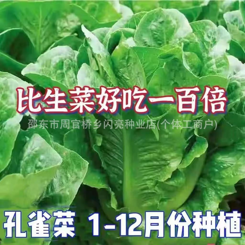 Sweet And Crispy Peacock Seeds Upright Lettuce Peacock Vegetable Raw ...
