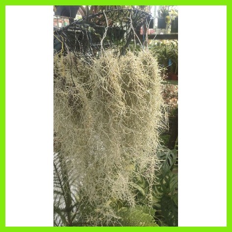 AIR PLANT(JAPANESE MOSS)BUHOK NI MARIA | Shopee Philippines