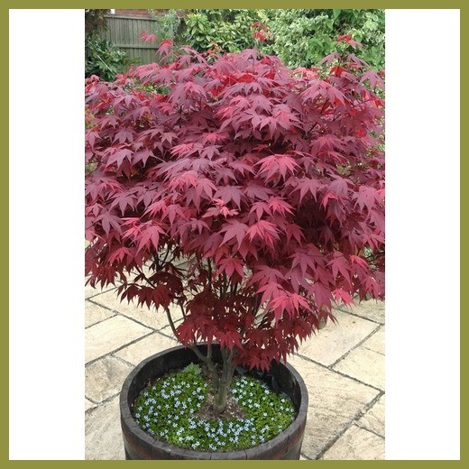 Philmerchant Imported Japanese Red Maple Seeds High Germination ...
