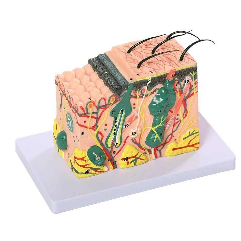 3D Skin Anatomical Model, 35X Enlarged Skin Layer Structure Anatomy ...