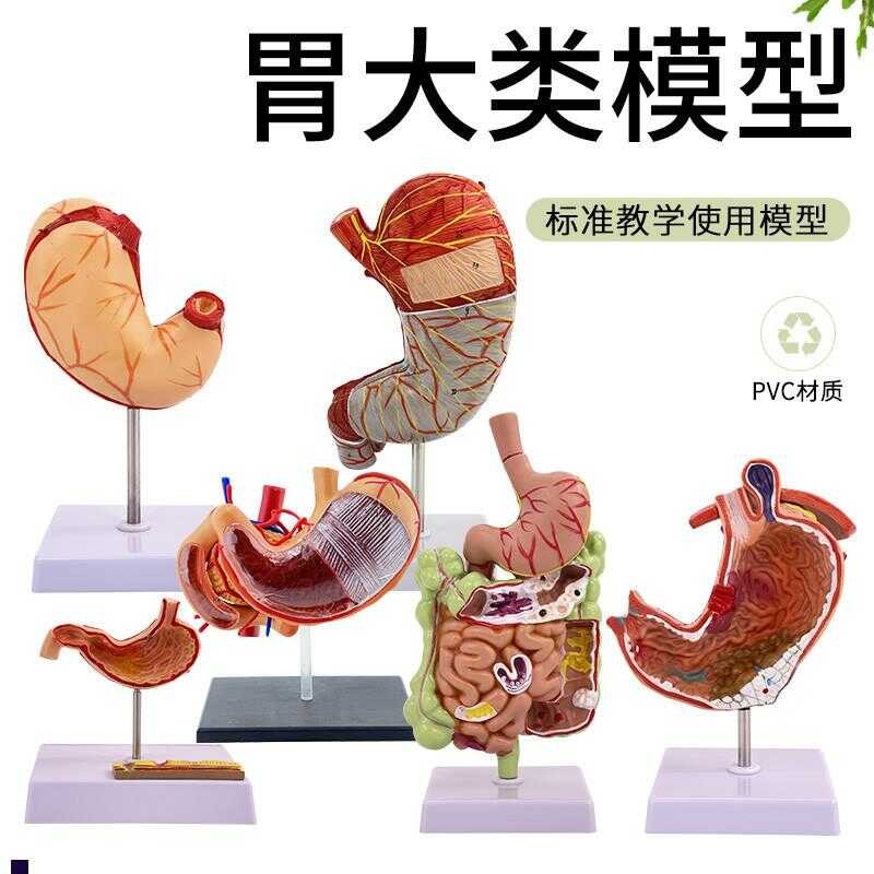 Gastric anatomical structure model Natural large stomach model Human ...