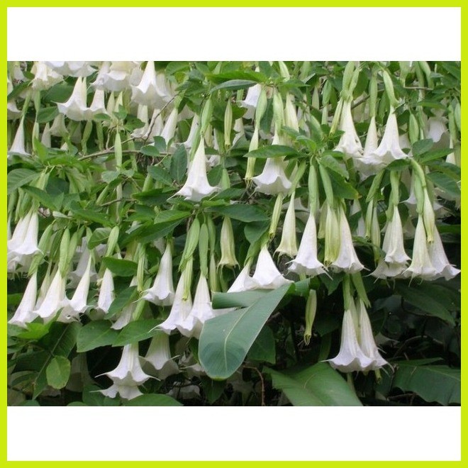 ☑ angel's angel angels trumpet flower plant seeds | Shopee Philippines