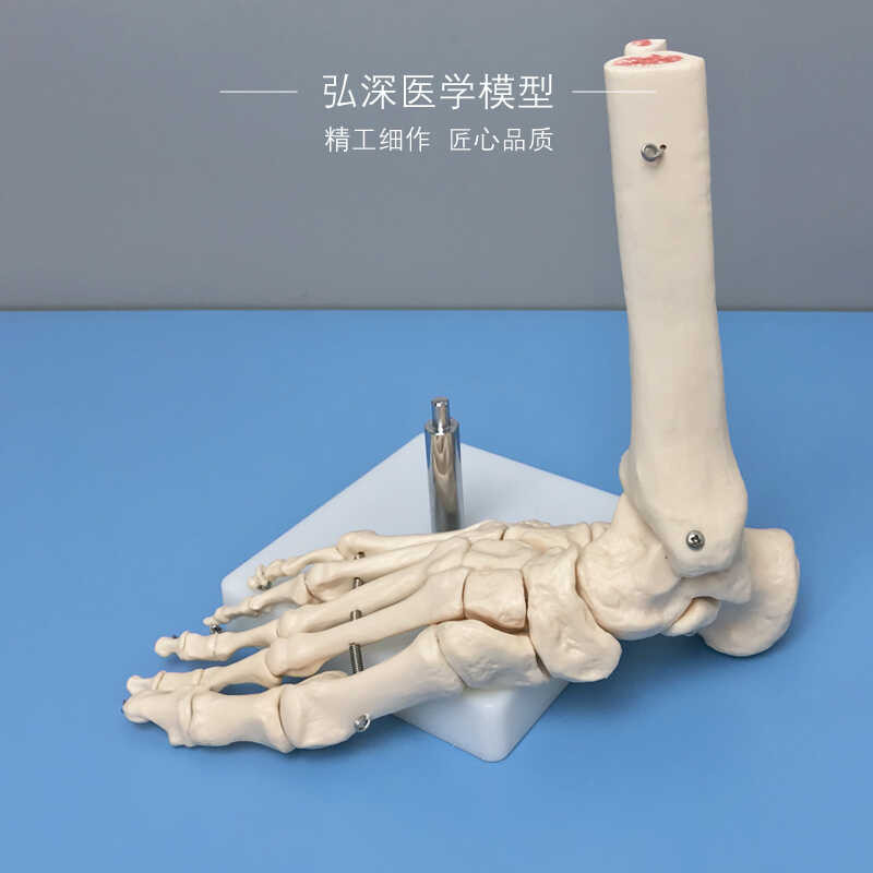 Foot bone model, human ankle joint, sole bone anatomy structure ...