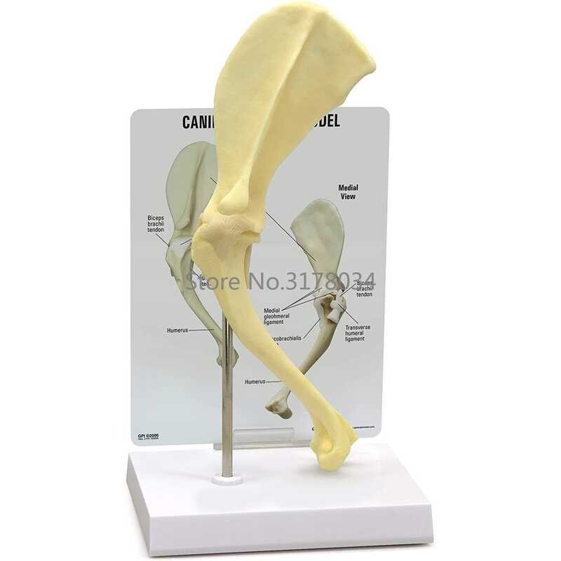 Joint Model Animal Body Anatomy Replica Of Normal Dog Shoulder For Veterinary Office Educational ...