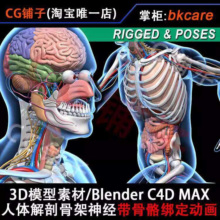 3D Model Material Blender C4D MAX/Human Anatomy Skeleton Neural Organ ...