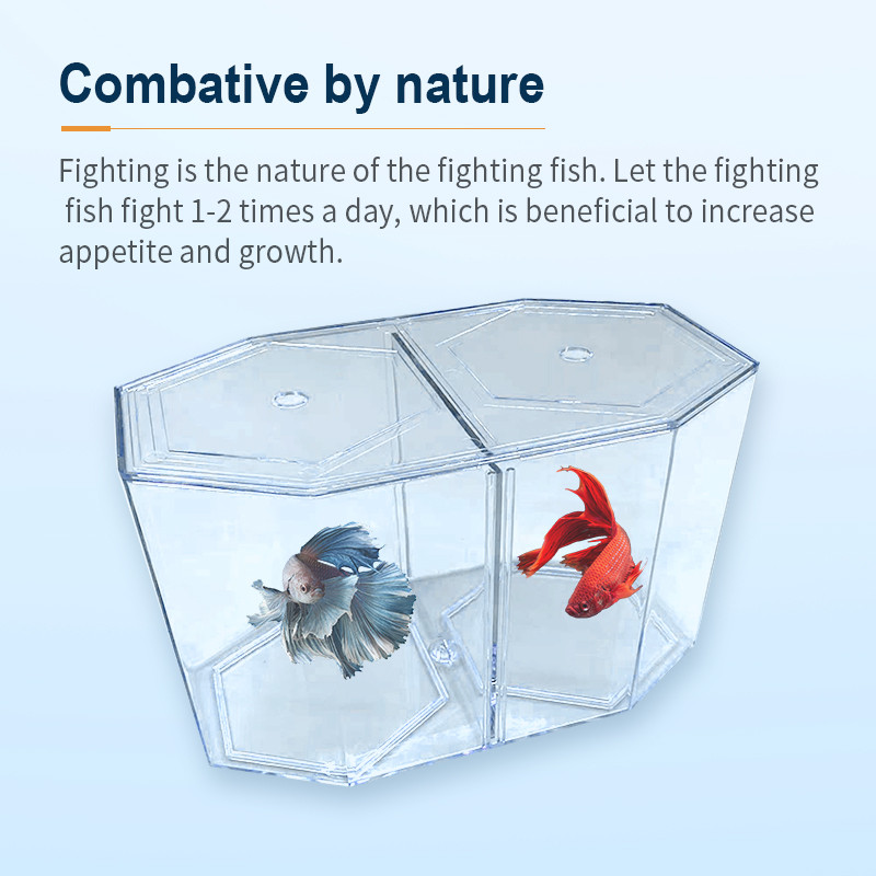 【DDC AQUA】 Aquarium Double Betta Fish Tank Dual BettaHex Clear Tank ...