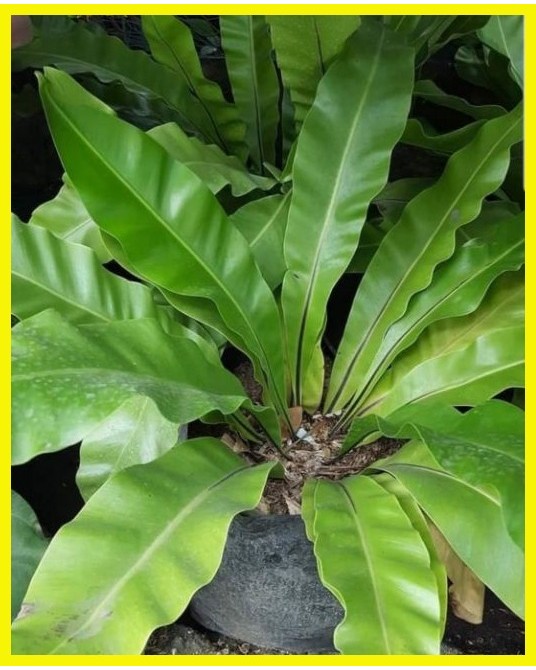 ⭐ Bird's Nest Fern (COD) | Shopee Philippines