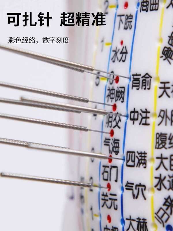 Colored male and female body models, human body meridian models ...