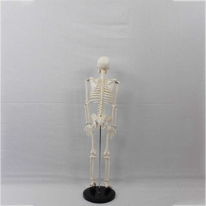 85CM Human Skeleton Model for Anatomy Study, Full Body Skeletal System ...