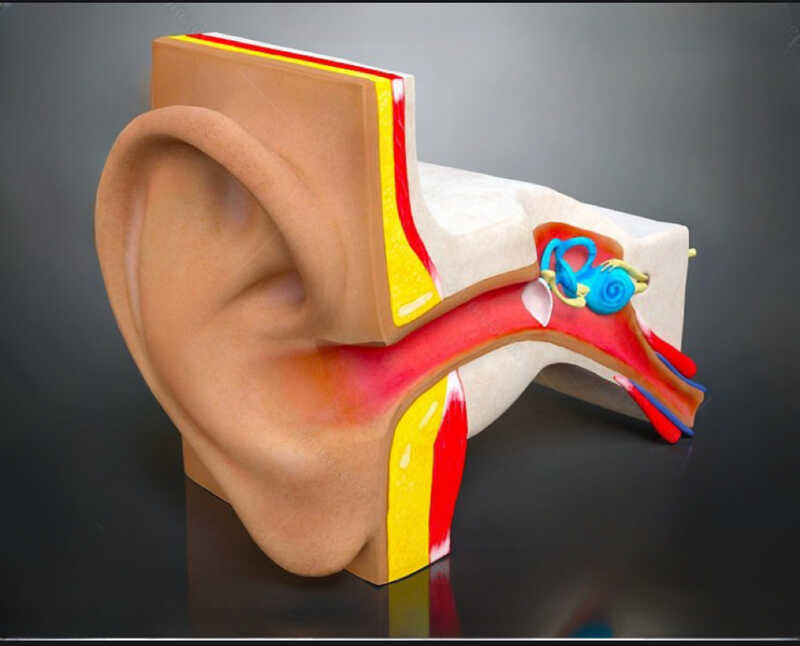 STL format printing file for ear model, anatomical structure of human ...