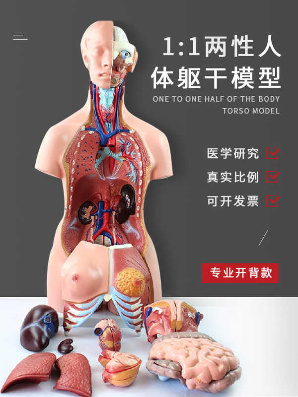 Professional | Teaching model of detachable internal organ structure in ...